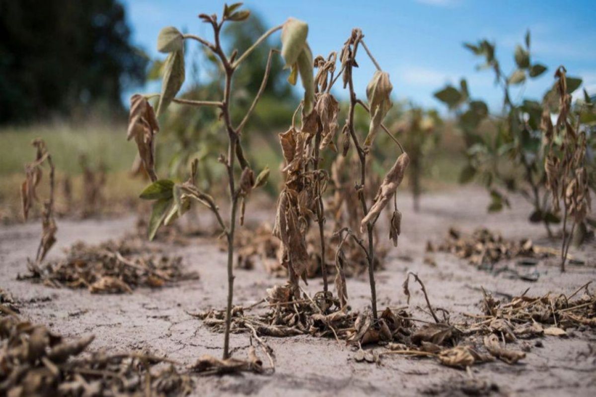 Declaran La Emergencia Agropecuaria Por Sequía En 10 Departamentos El